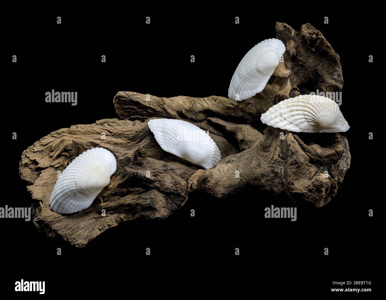 Close-up of a Cerastoderma edule shell resting on rugged driftwood ...