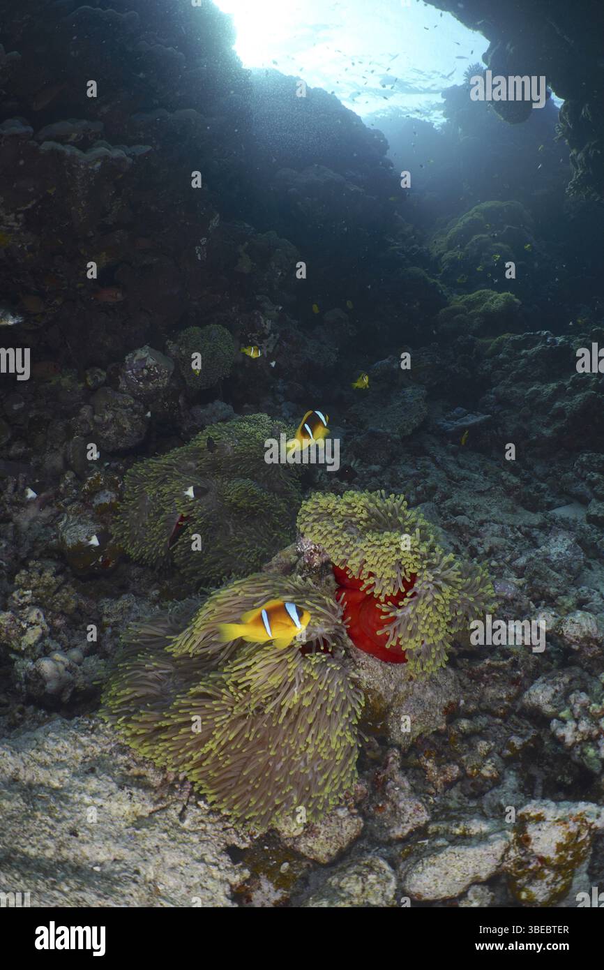 Magnificent anemone (Heteractis magnifica Stock Photo - Alamy