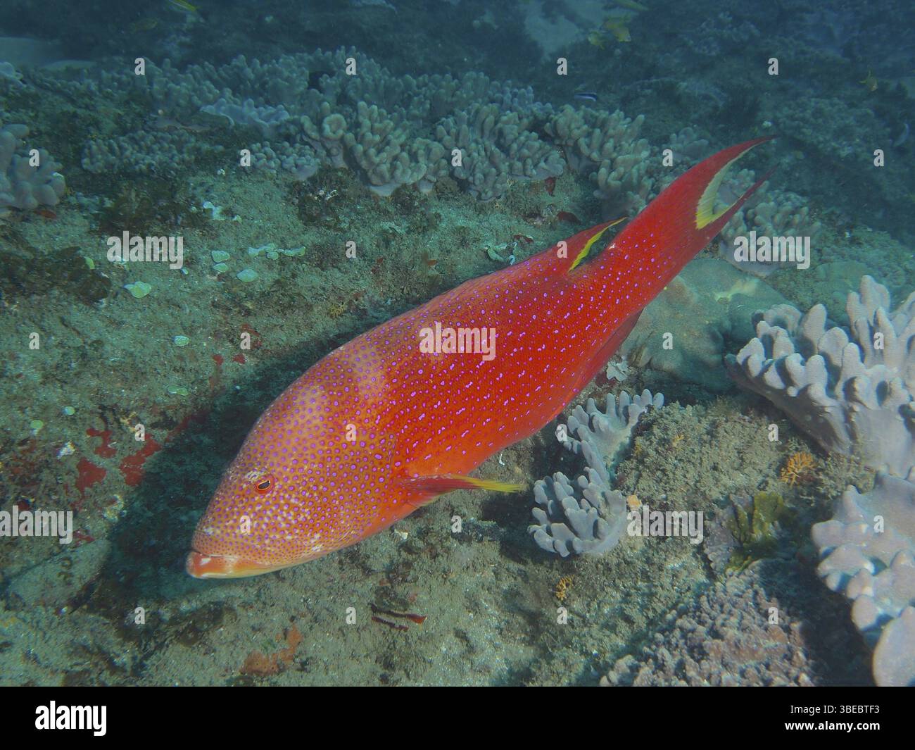 Crescent moon jewelled perch (Variola louti Stock Photo - Alamy