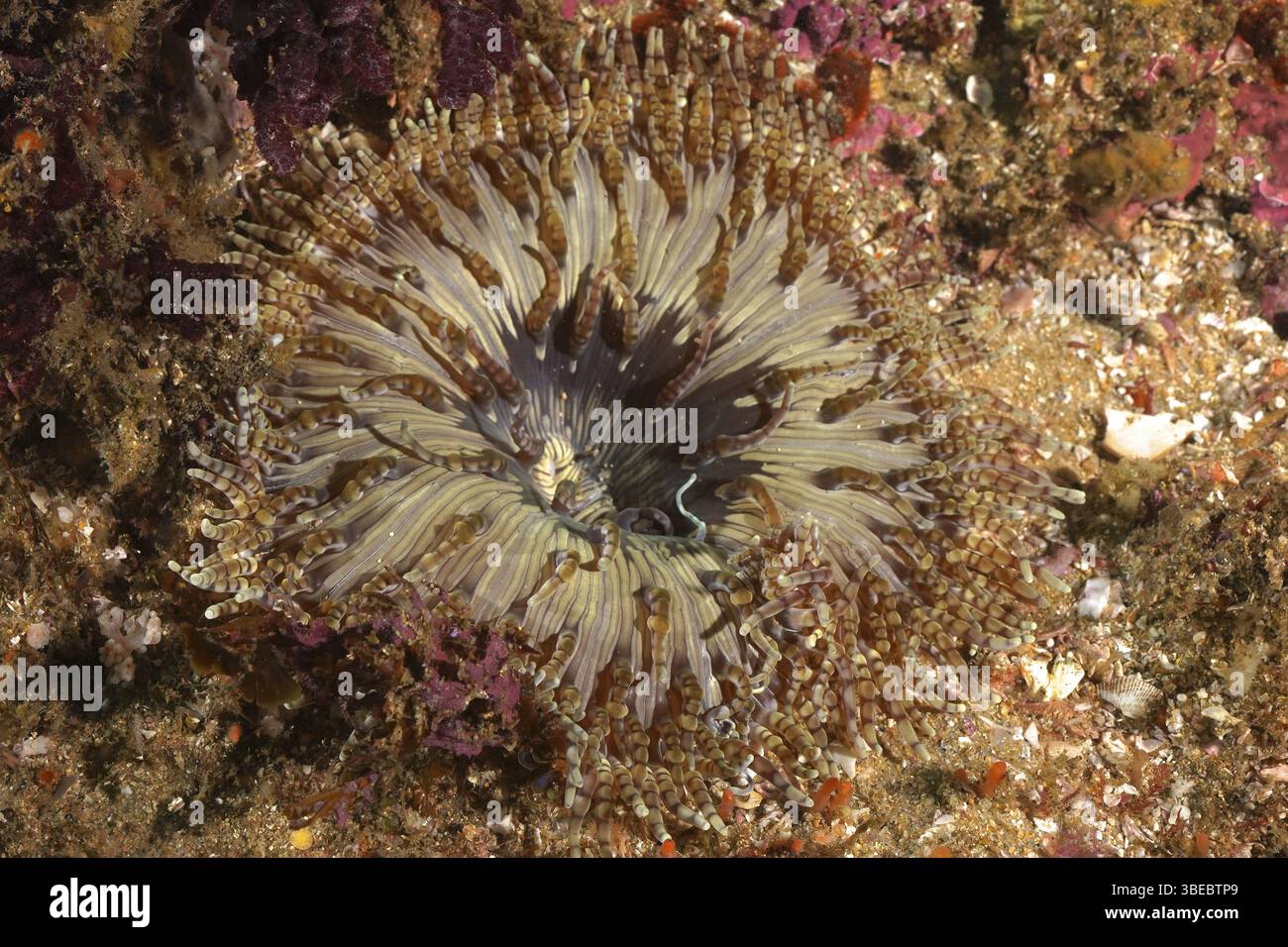 Glass bead anemone (Heteractis aurora Stock Photo - Alamy