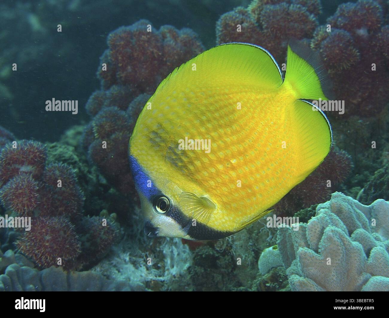Sunburst Butterflyfish (Chaetodon kleinii Stock Photo - Alamy