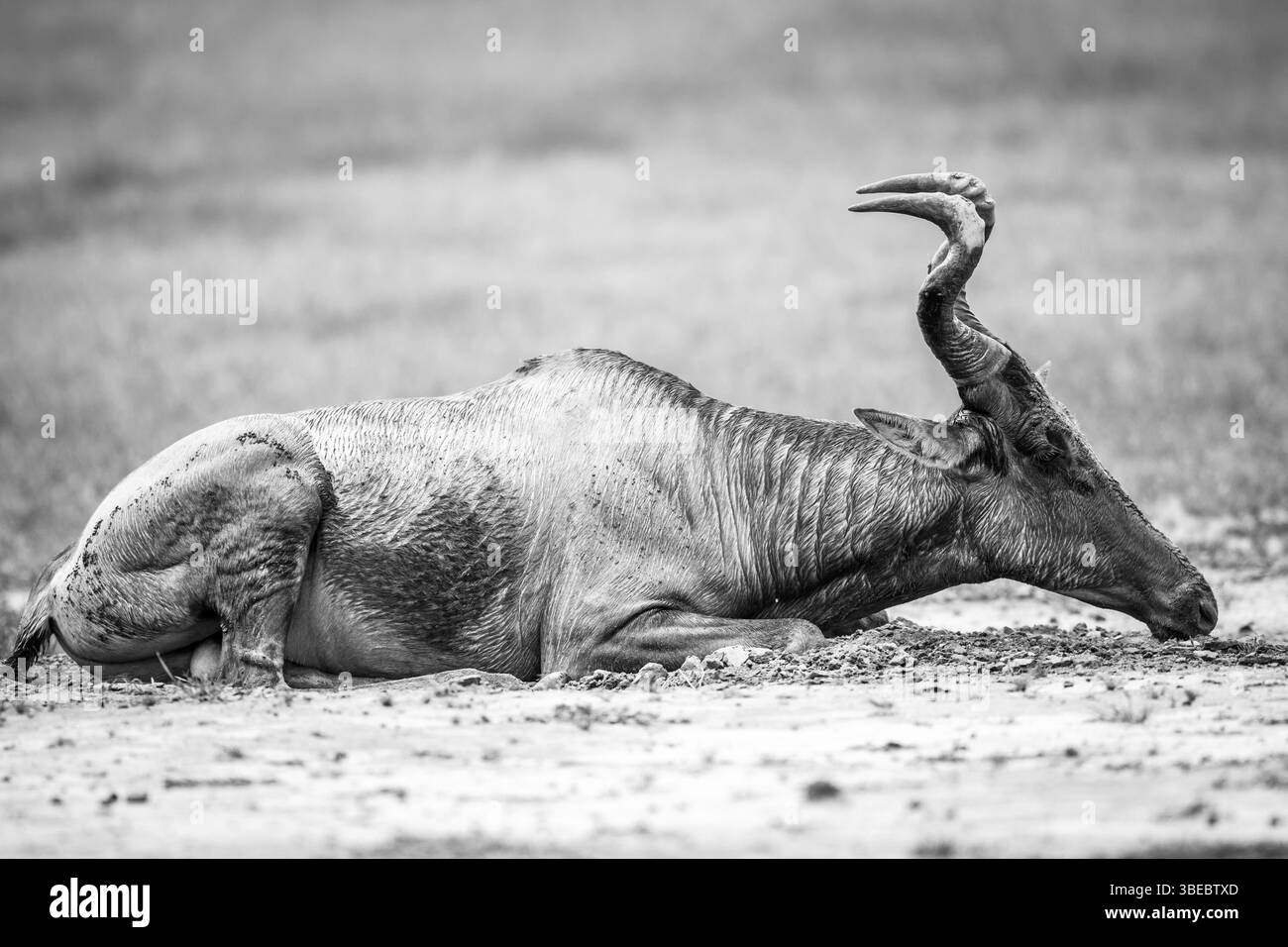 Red hartebeest playing in the mud in black and white in the Kgalagadi ...