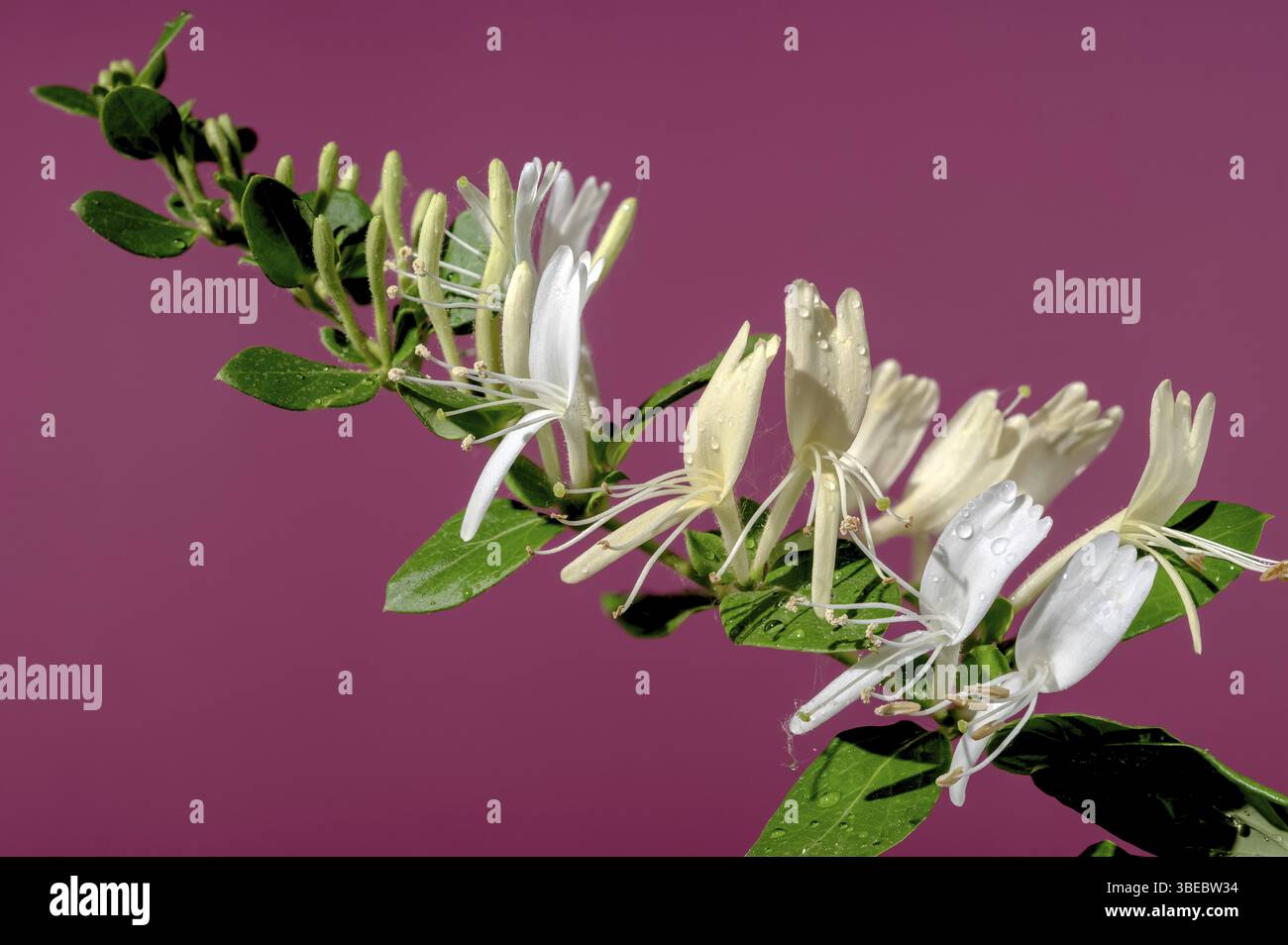 Beautiful Blooming white decorative honeysuckle on a pink background ...