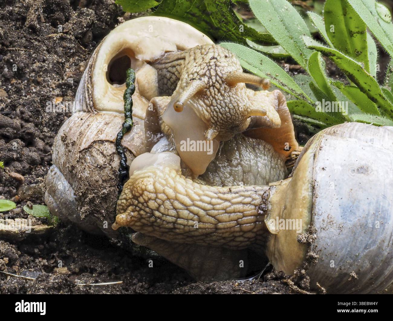 Vineyard snails mating (Helix pomatia Stock Photo - Alamy