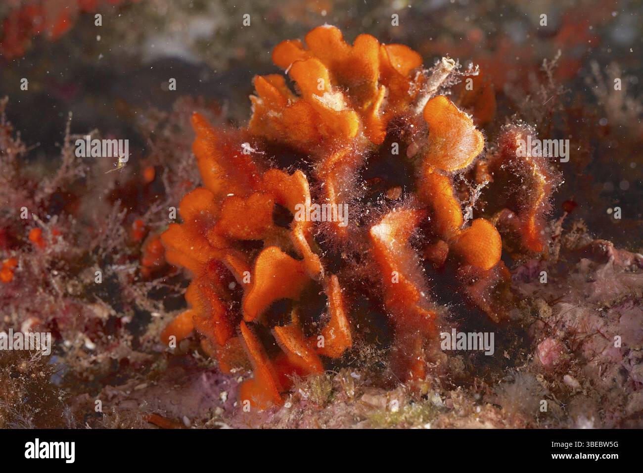 Orange sponge (Acanthella acuta Stock Photo - Alamy