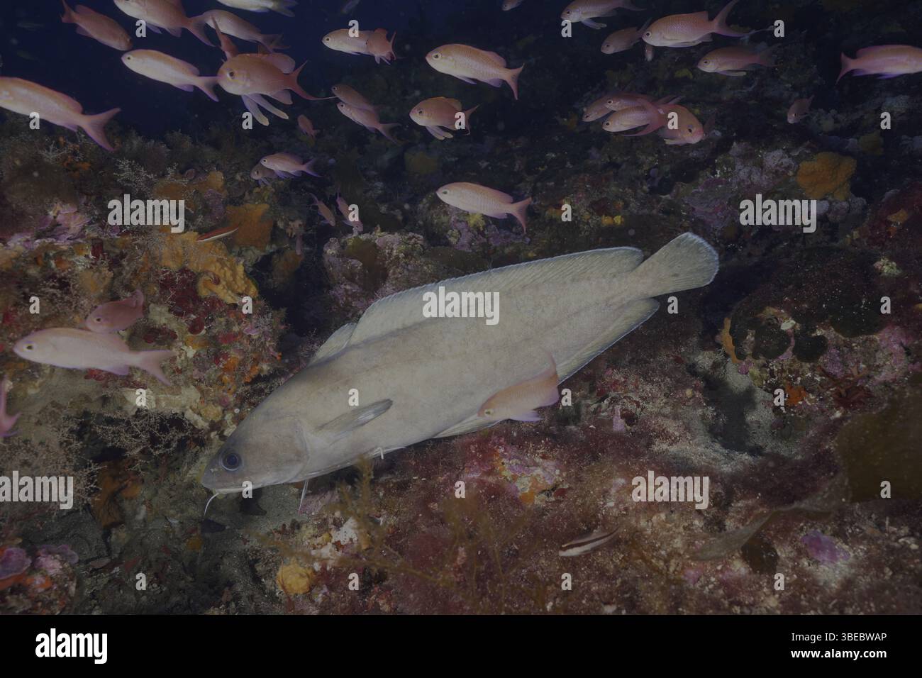 Euteleostei hi-res stock photography and images - Alamy