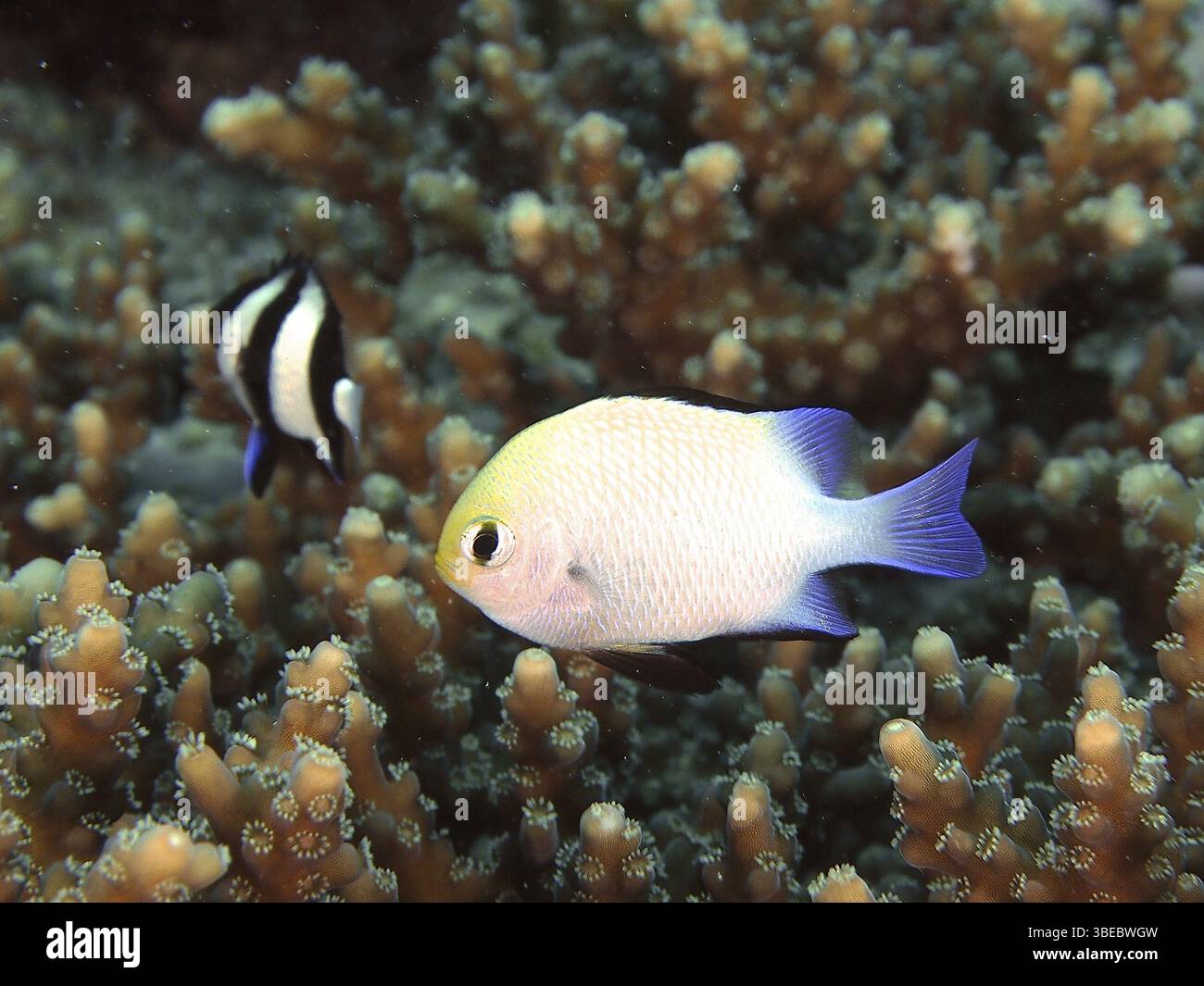 Dascyllus marginatus hi-res stock photography and images - Alamy
