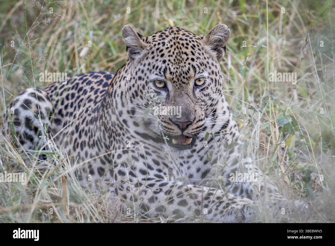 Big male Leopard laying down in the grass in the Kruger National Park ...