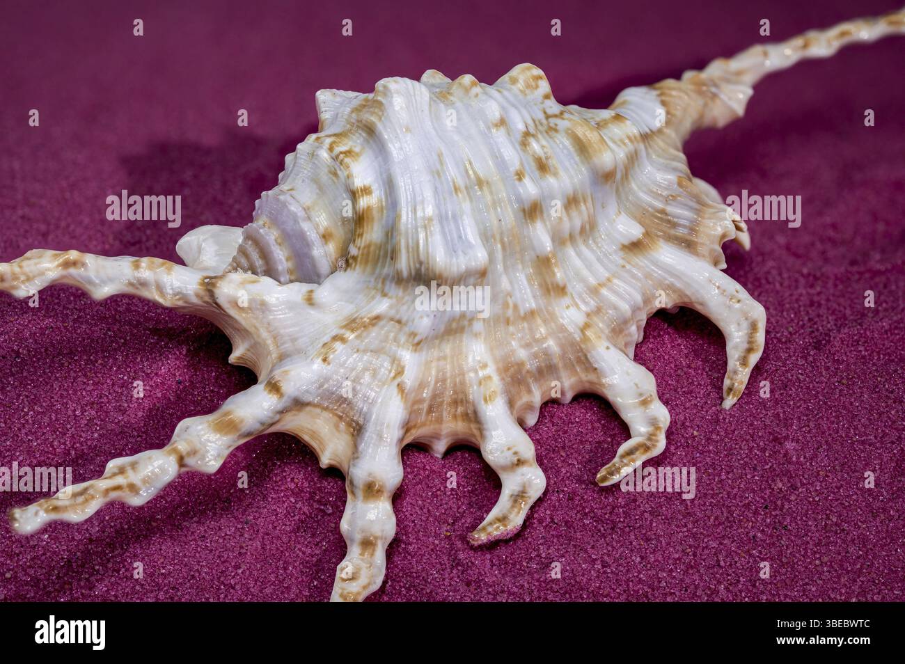 Close-up of a Scorpion Conch Shell on a red sand background. The shell features intricate ridges ...