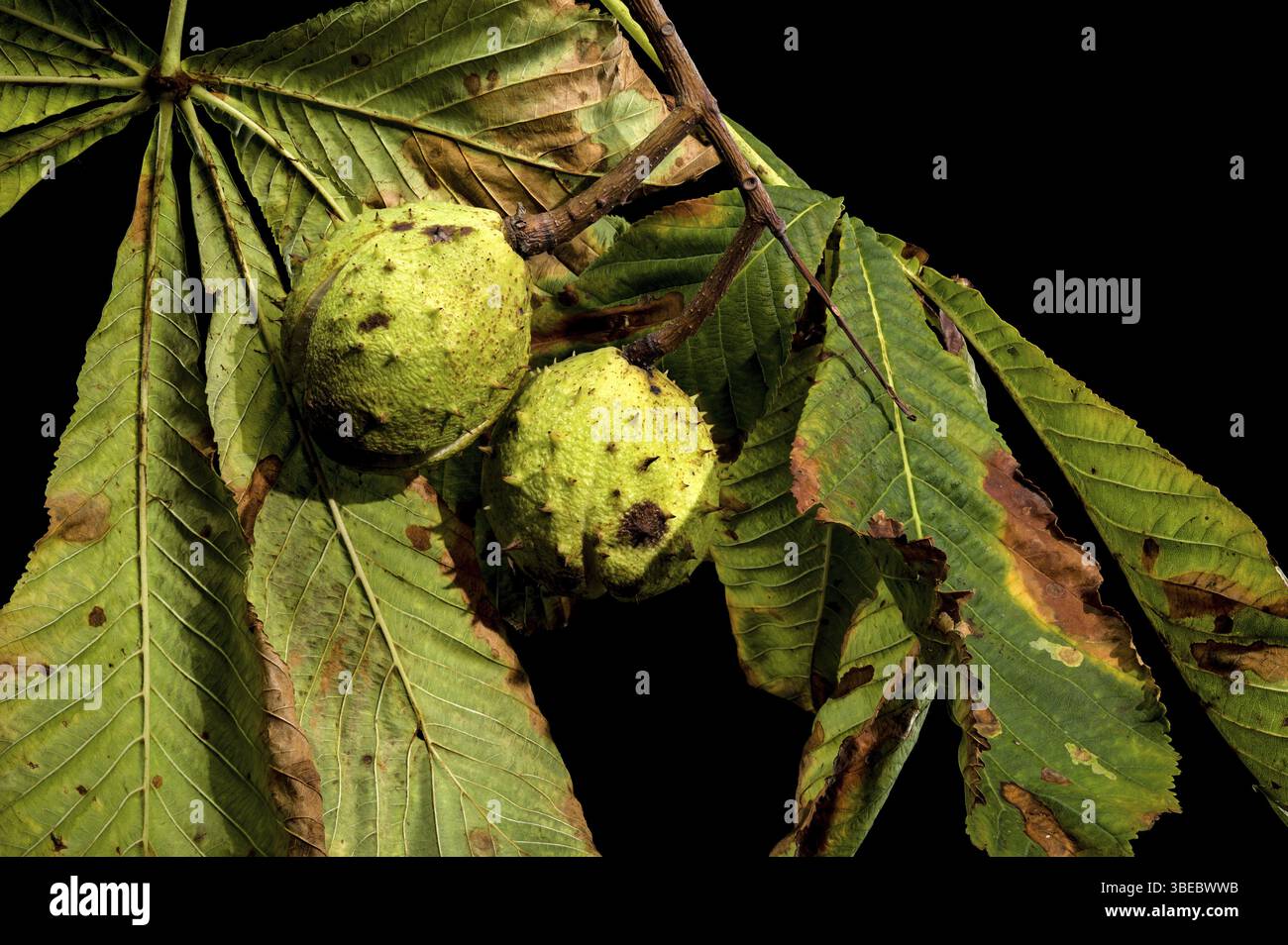 The seed pod of a horse chestnut (Aesculus hippocastanum), also known ...