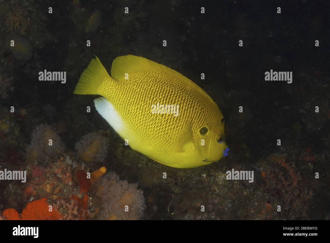 Three-spot angelfish (Apolemichthys trimaculatus Stock Photo - Alamy
