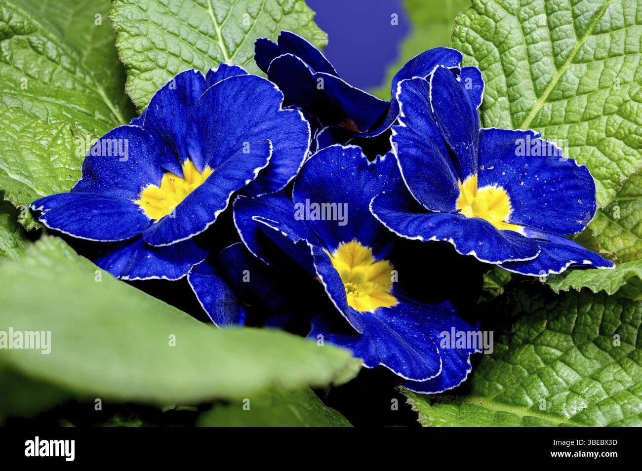 Close-up of blue primula flowers with ruffled petals and green leaves ...