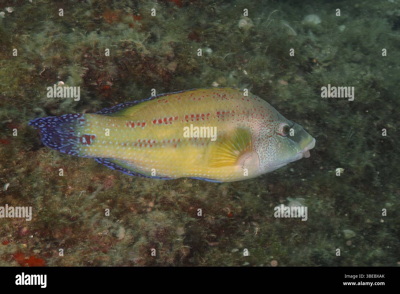 Peacock wrasse (Symphodus tinca Stock Photo - Alamy