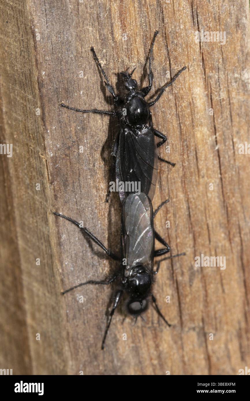March fly hair bibio hi-res stock photography and images - Alamy