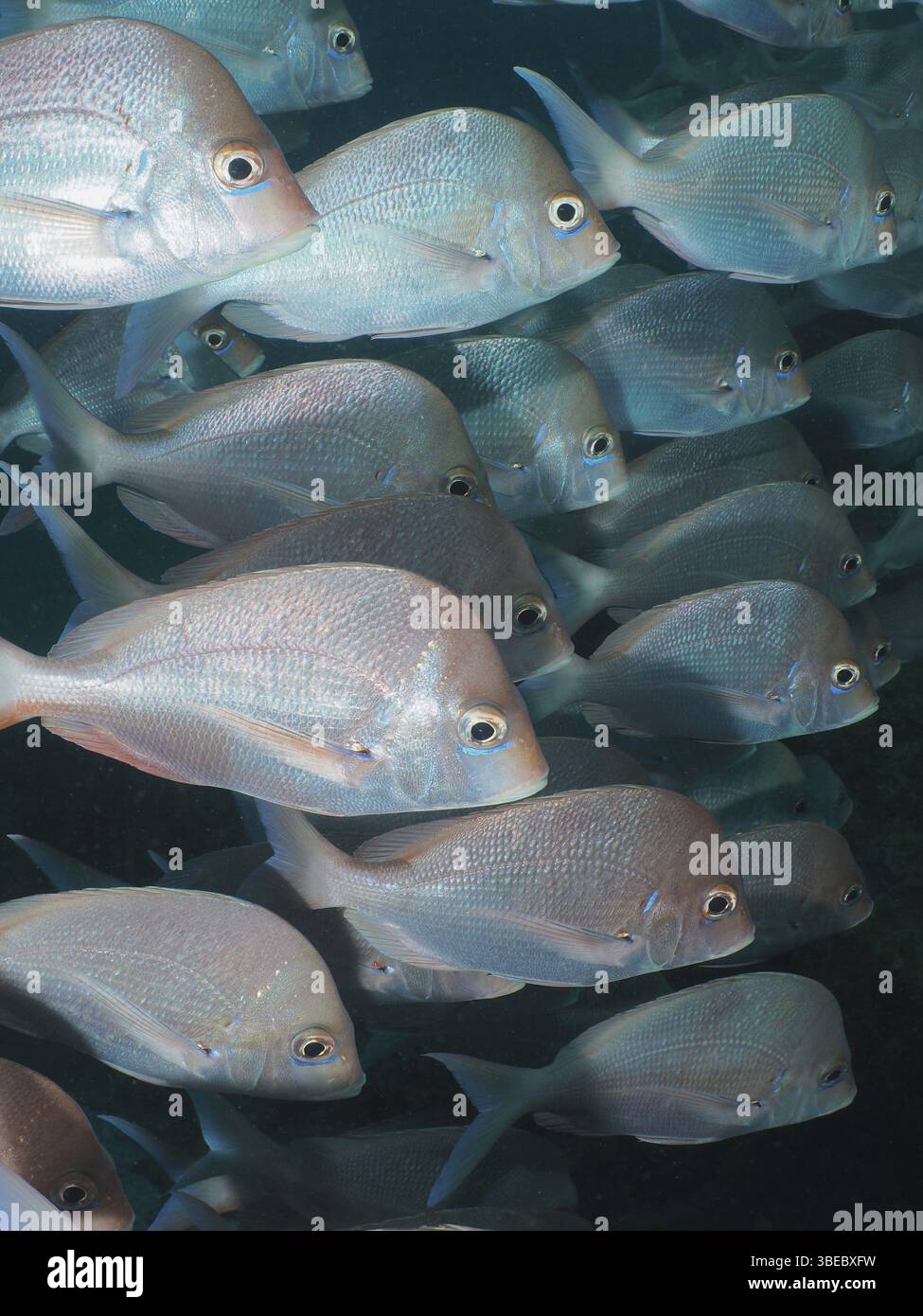 Slinger fish hi-res stock photography and images - Alamy