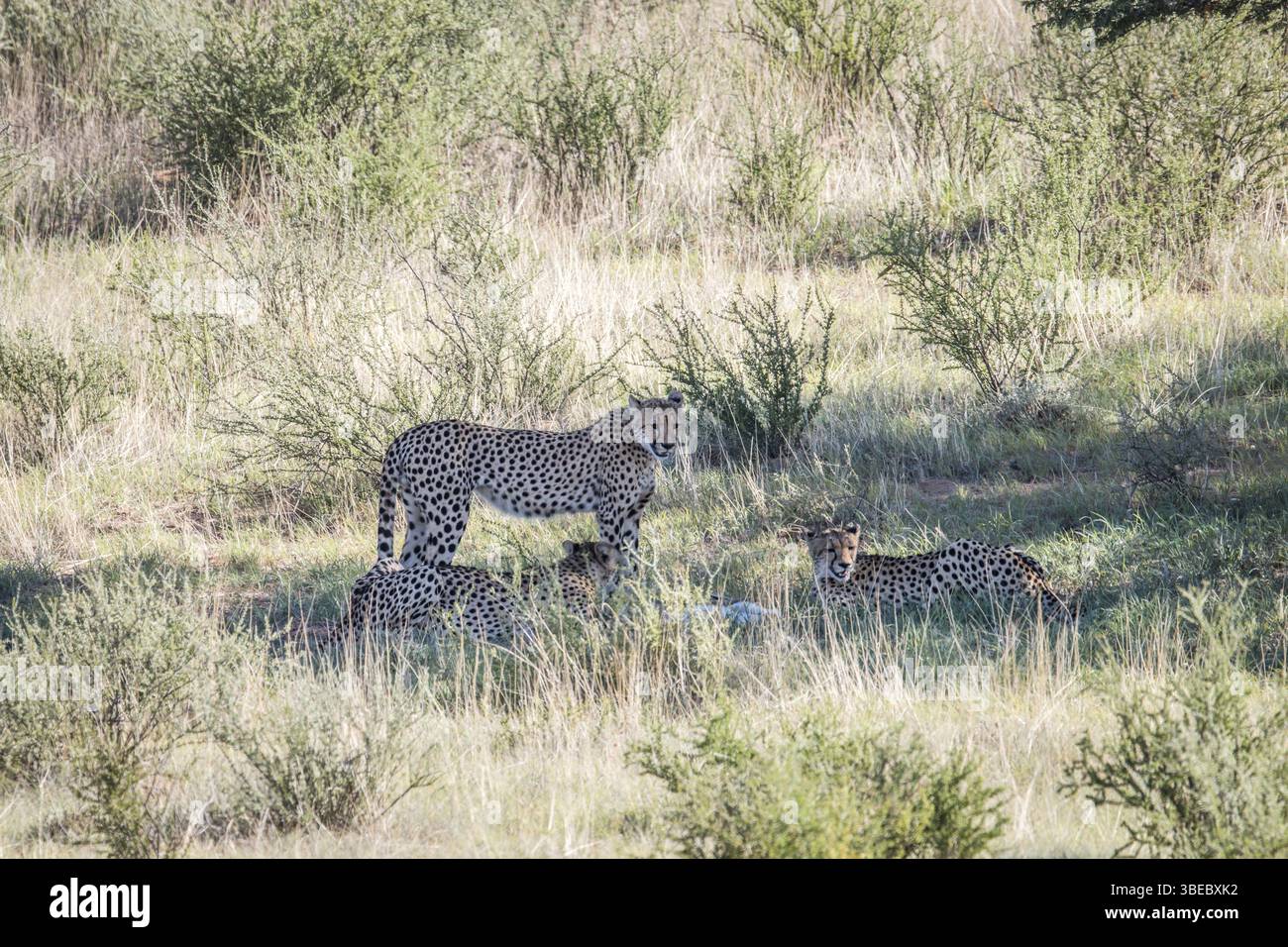 Cheetahs with a baby Springbok kill in the Kgalagadi Transfrontier Park ...