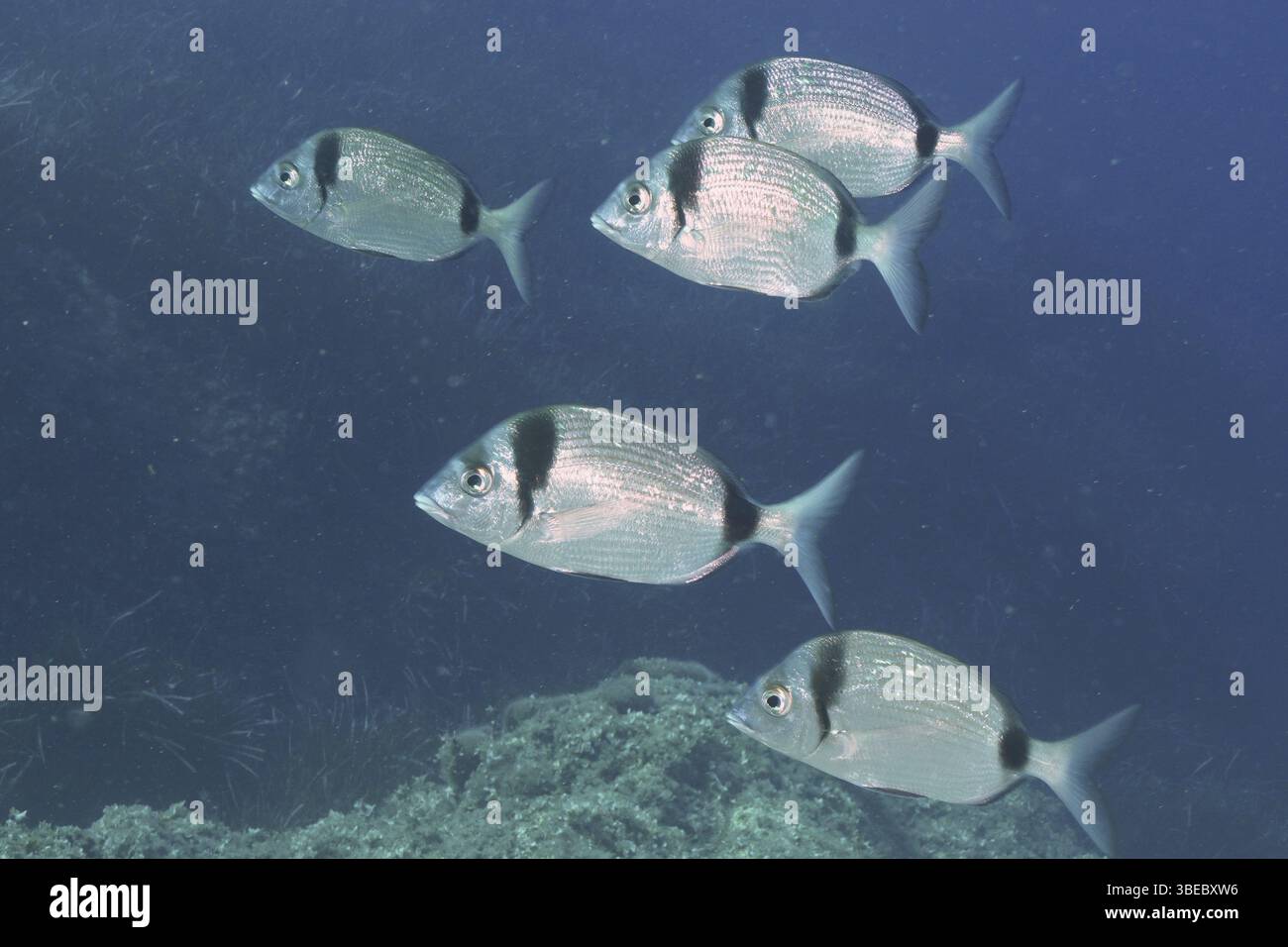 Two-banded seabream (Diplodus vulgaris Stock Photo - Alamy