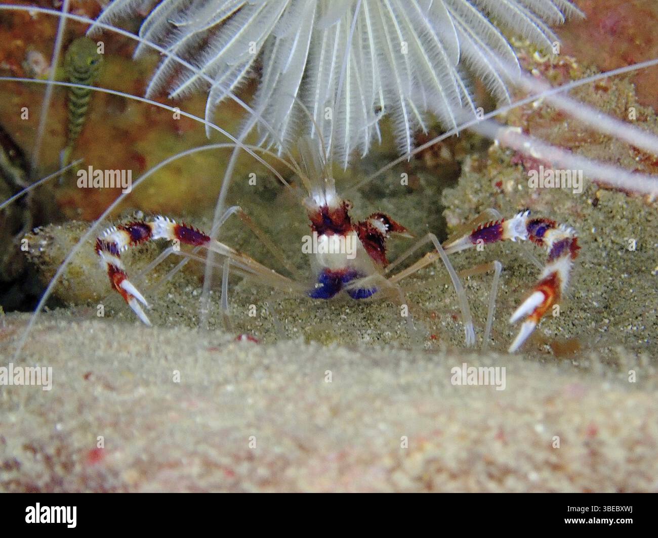 Banded coral shrimp hi-res stock photography and images - Alamy