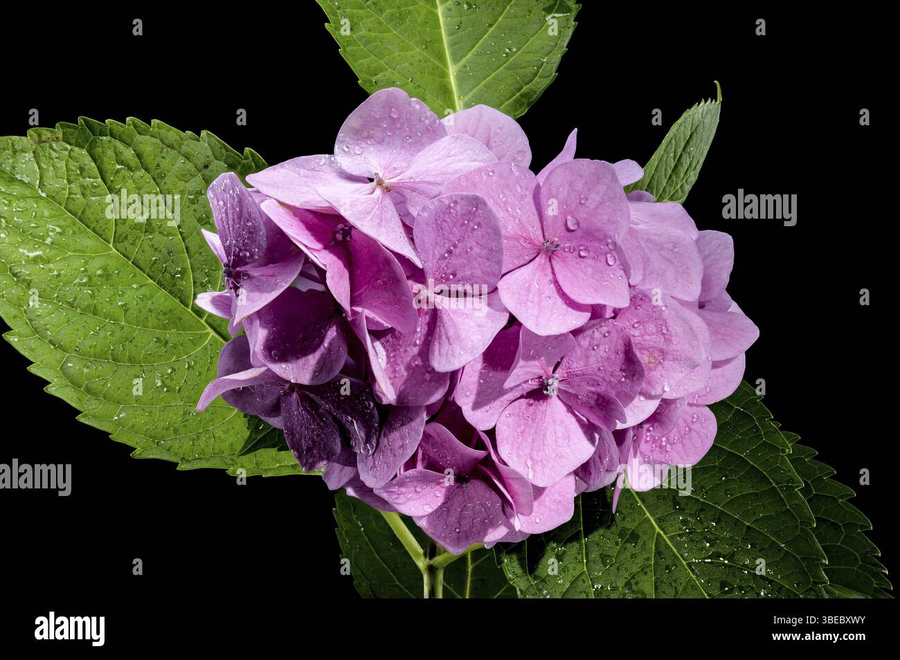 Beautiful Blooming Pink hydrangea early rose isolated on a black ...