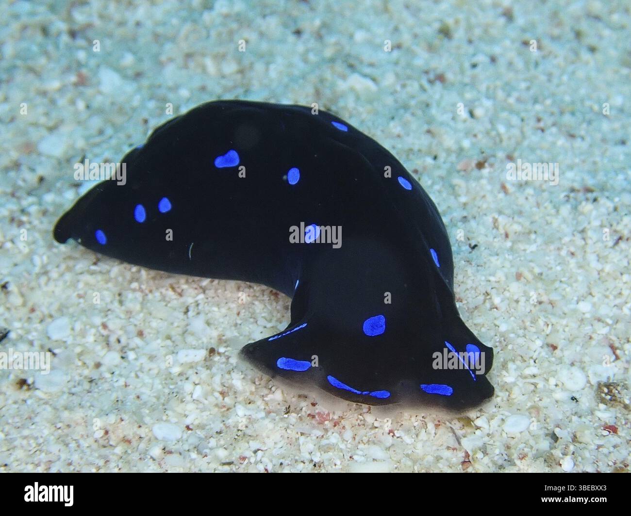 Blue dotted hi-res stock photography and images - Alamy