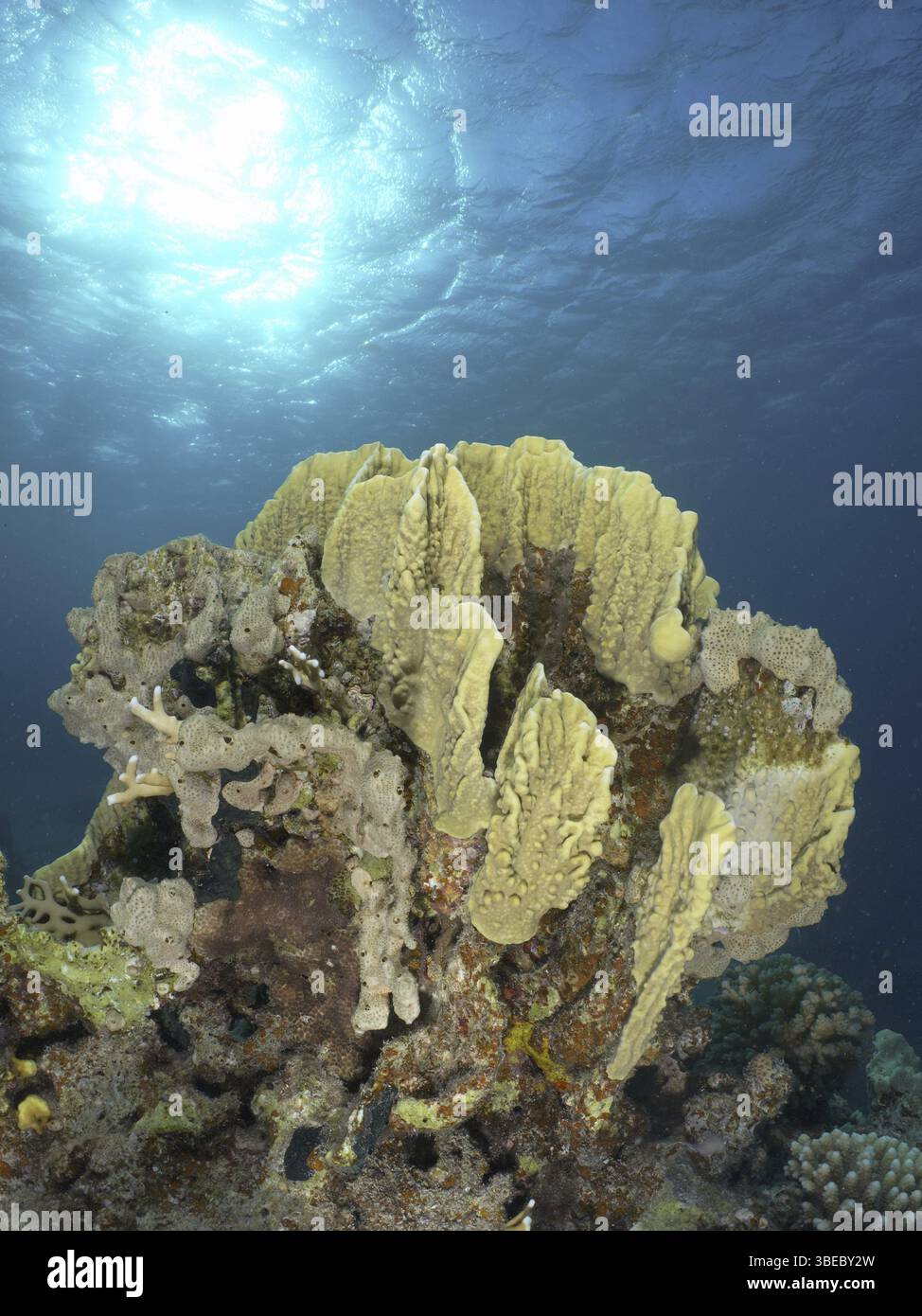 Fire coral millepora platyphylla hi-res stock photography and images ...