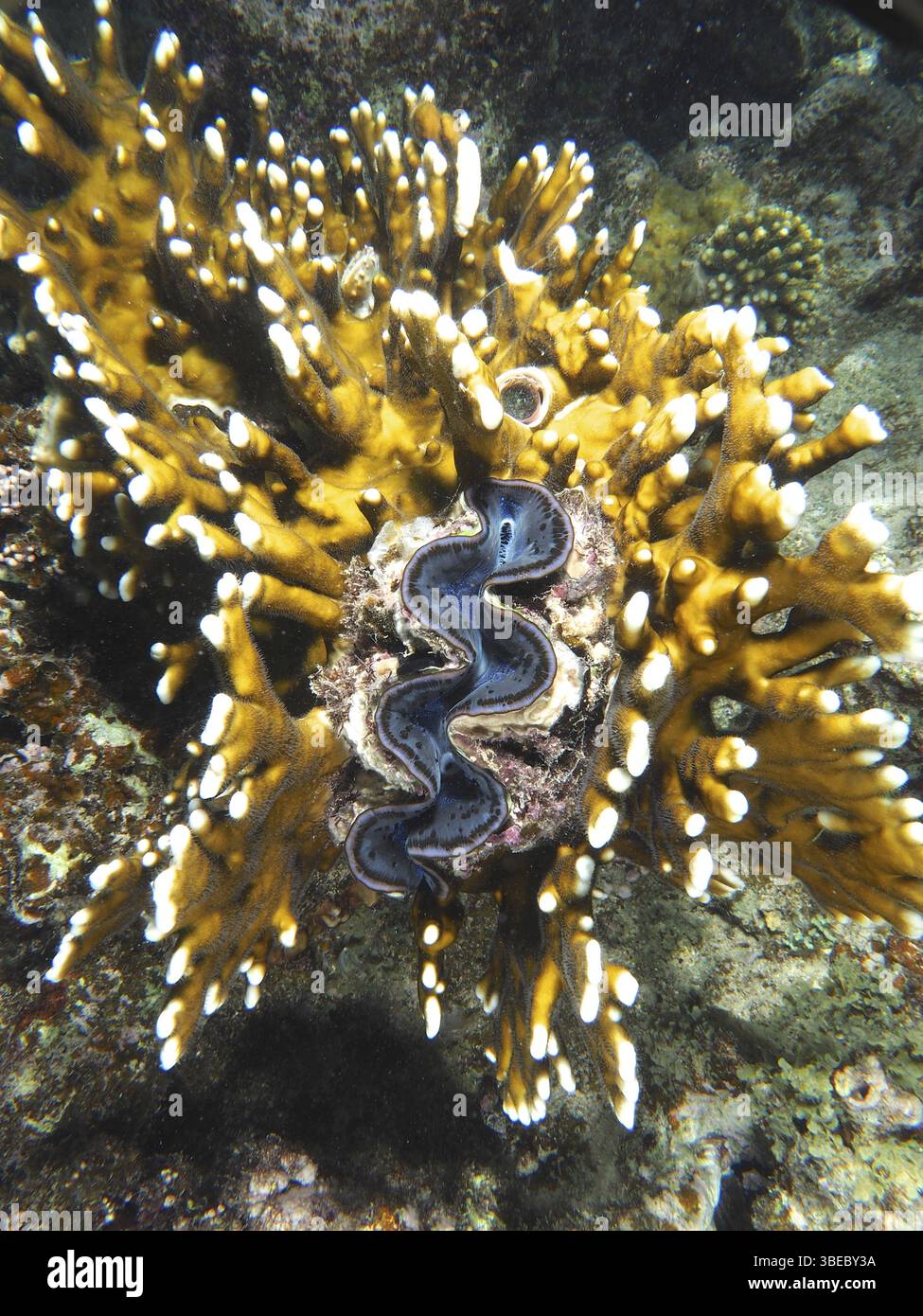 Common giant clam (Tridacna maxima Stock Photo - Alamy