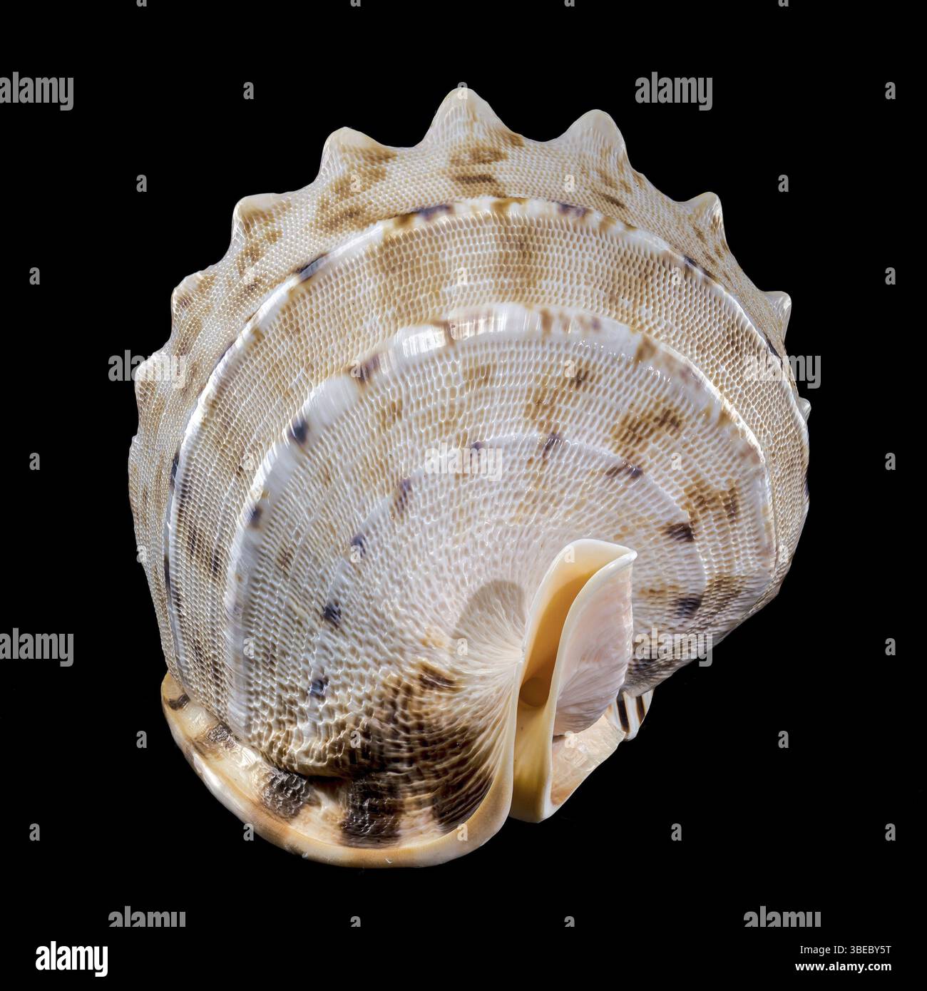 Close-up of a Cassis cornuta shell, also known as the horned helmet ...
