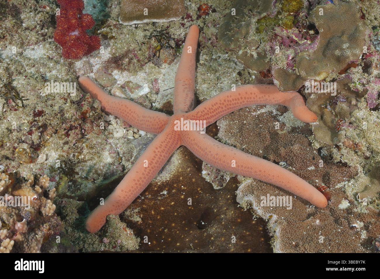 Blue bat star patiria hi-res stock photography and images - Alamy