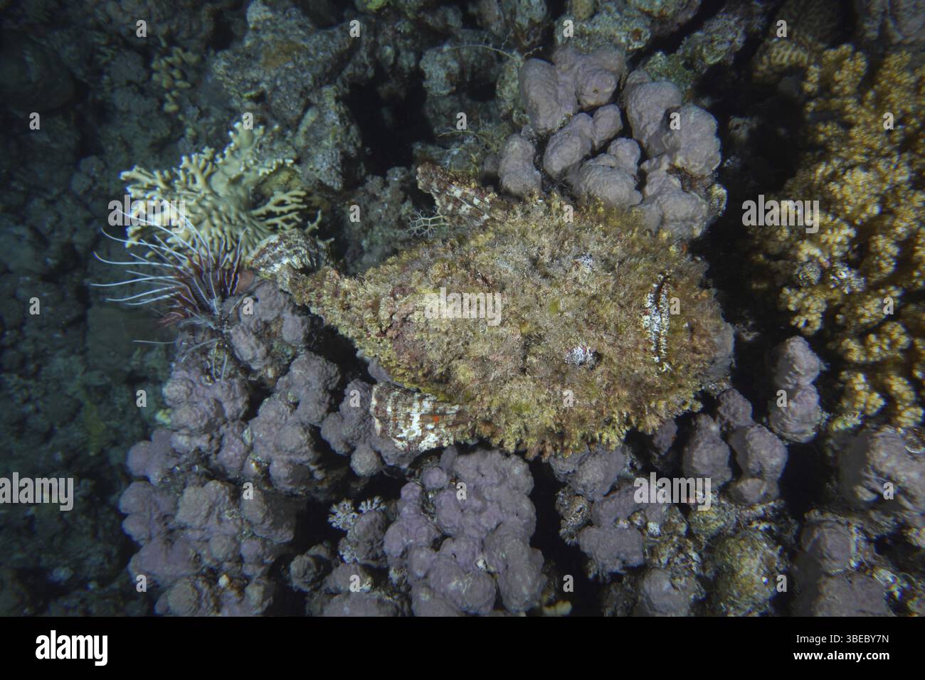 Red stonefish hi-res stock photography and images - Alamy