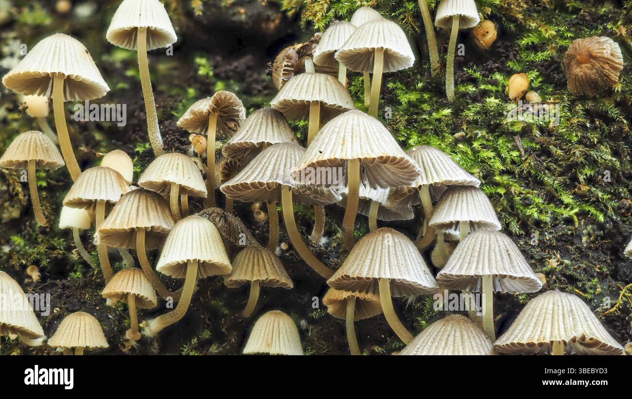 Fairies bonnet hi-res stock photography and images - Alamy