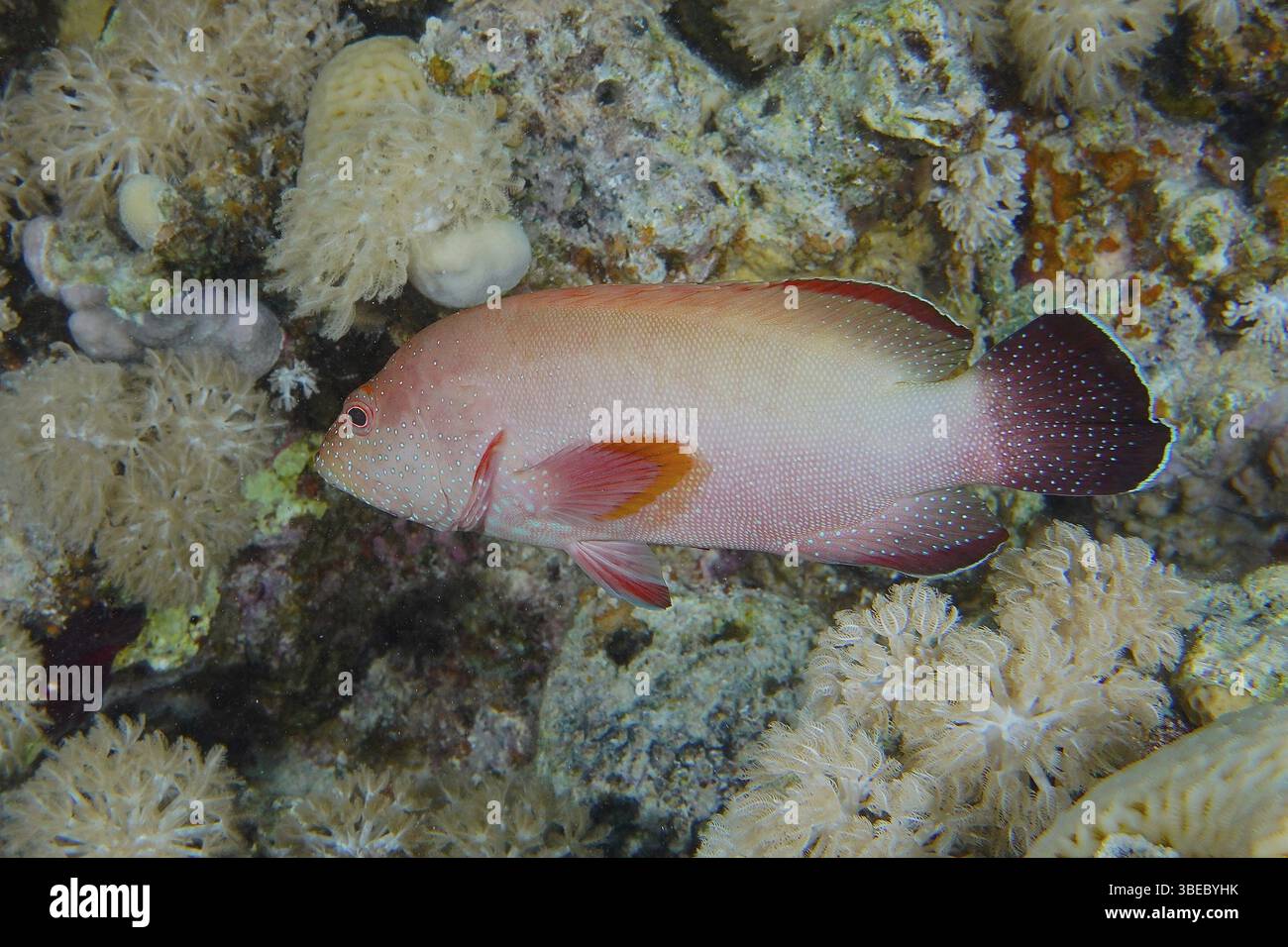 Yellowfin grouper fish underwater hi-res stock photography and images ...