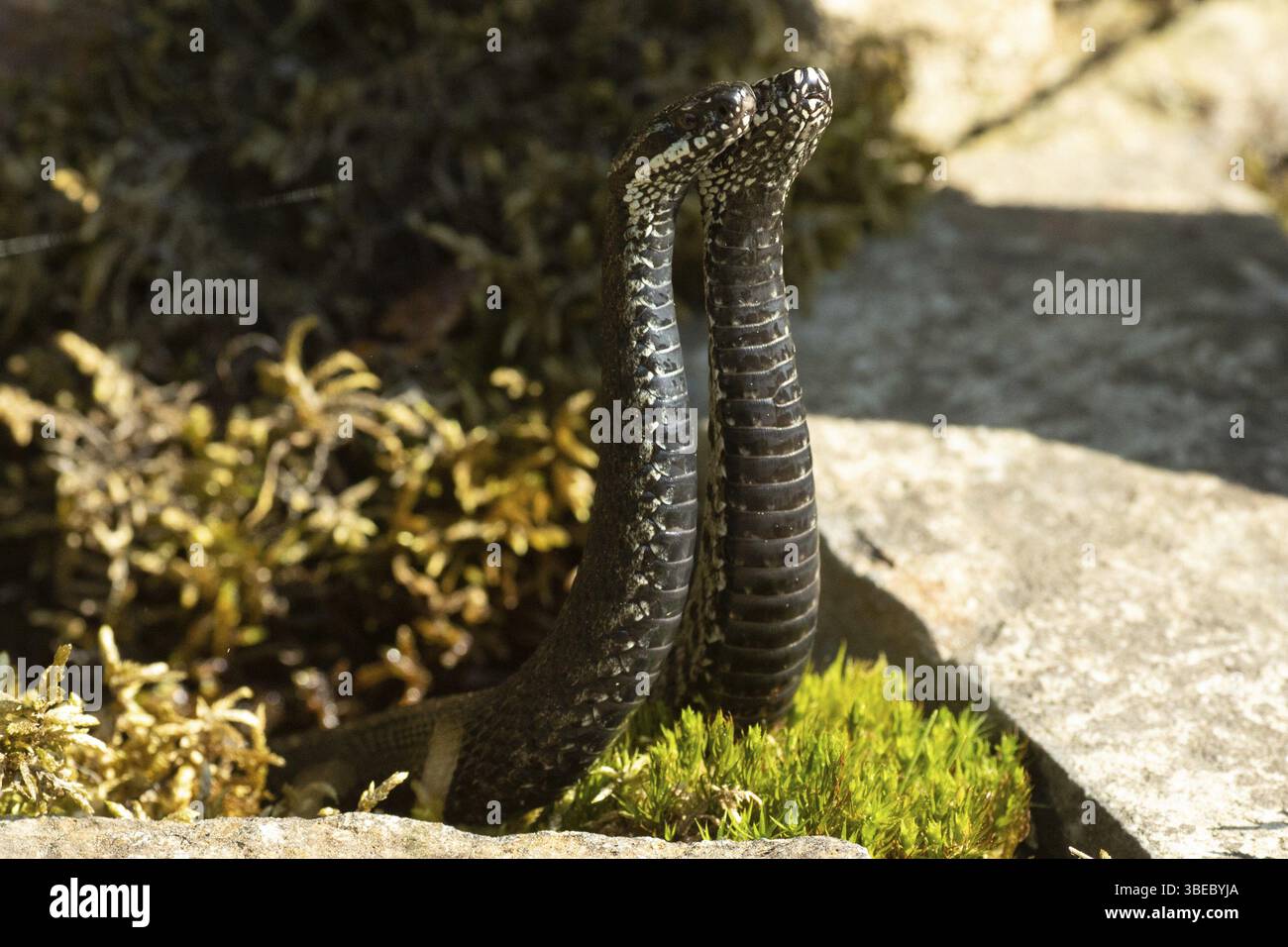 European adder (common european adder Stock Photo - Alamy