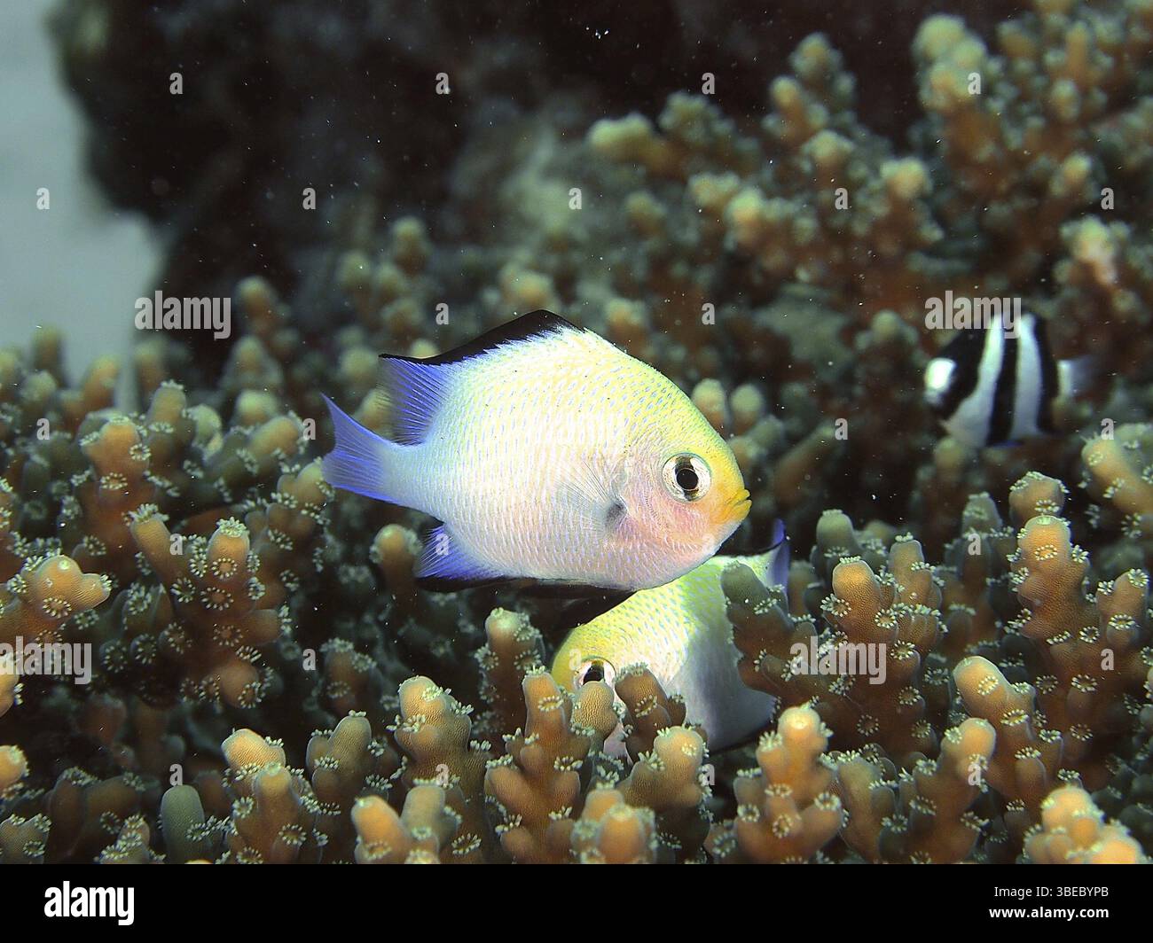 Red sea damselfish hi-res stock photography and images - Alamy