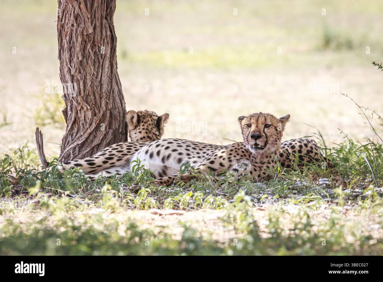 Two Cheetahs resting under a tree in the Kgalagadi Transfrontier Park ...