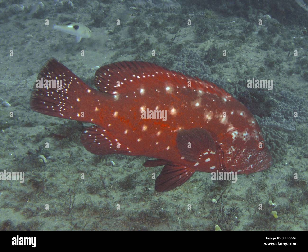 Tomato grouper (Cephalopholis sonnerati Stock Photo - Alamy