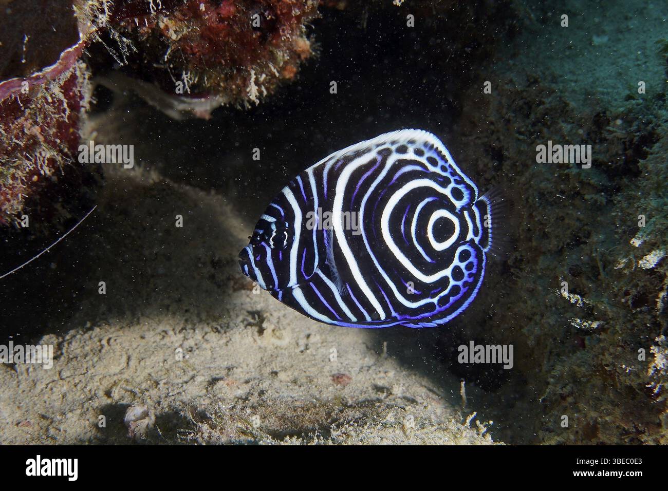 Emperor angelfish juvenile (Pomacanthus imperator Stock Photo - Alamy