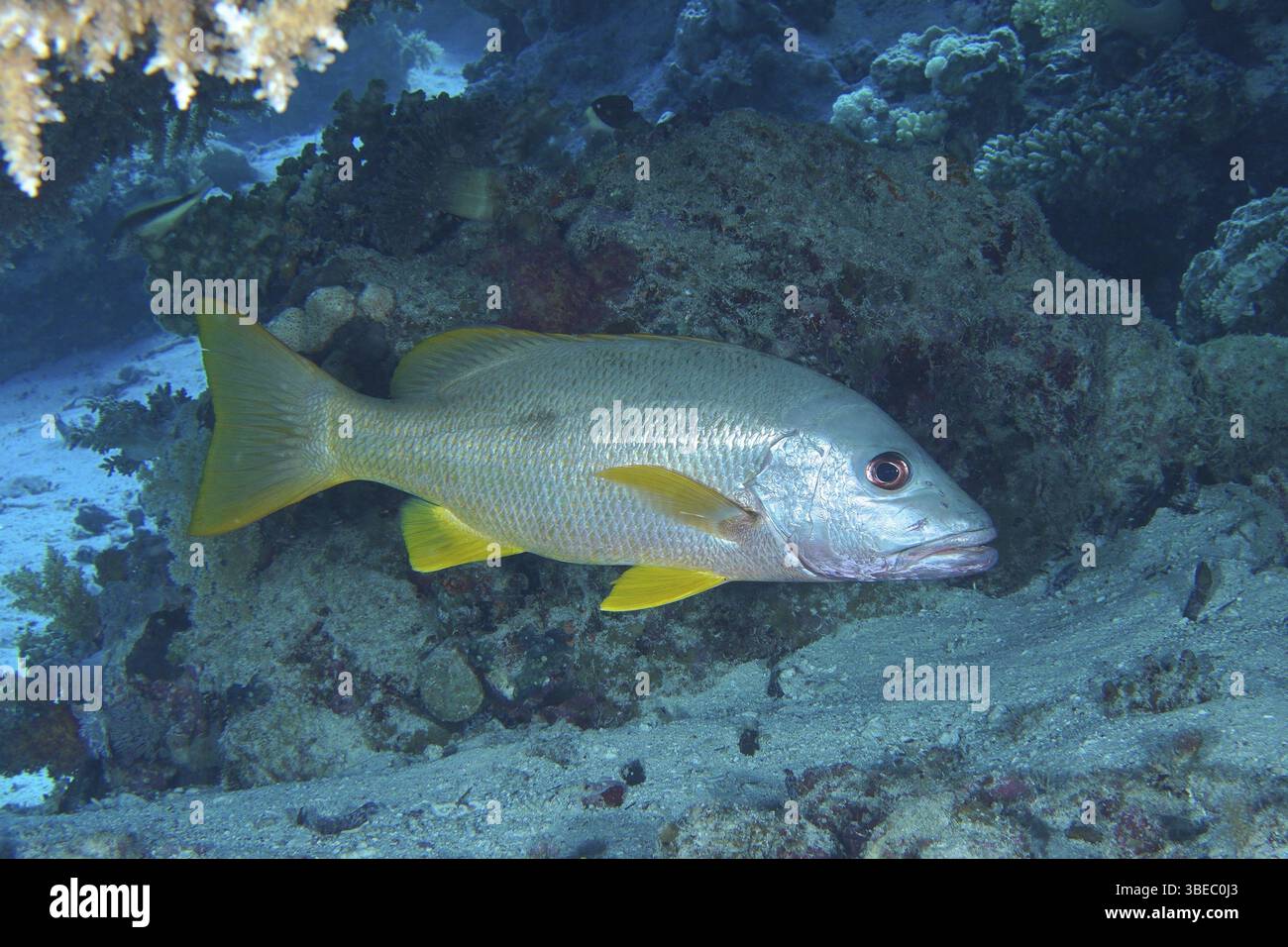 Black-spotted snapper (Lutjanus ehrenbergi Stock Photo - Alamy