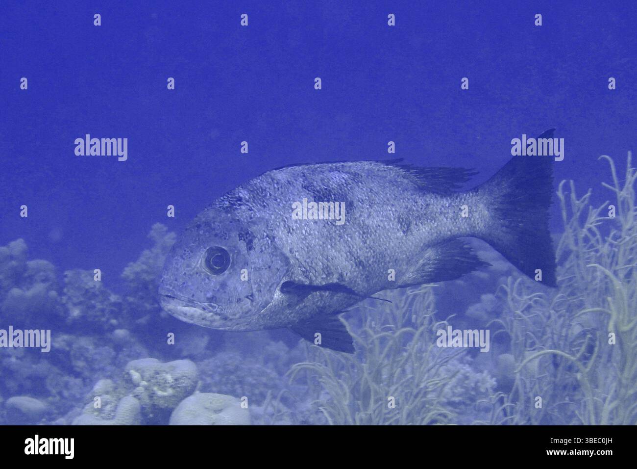 Black snapper (Macolor niger Stock Photo - Alamy