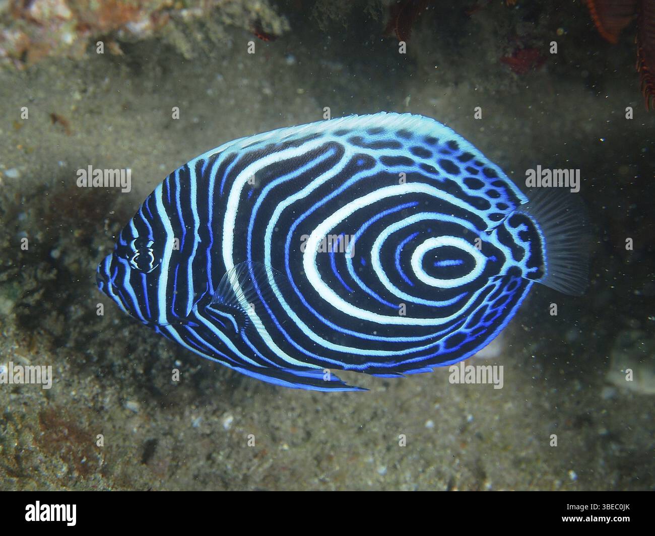Emperor angelfish juvenile (Pomacanthus imperator Stock Photo - Alamy
