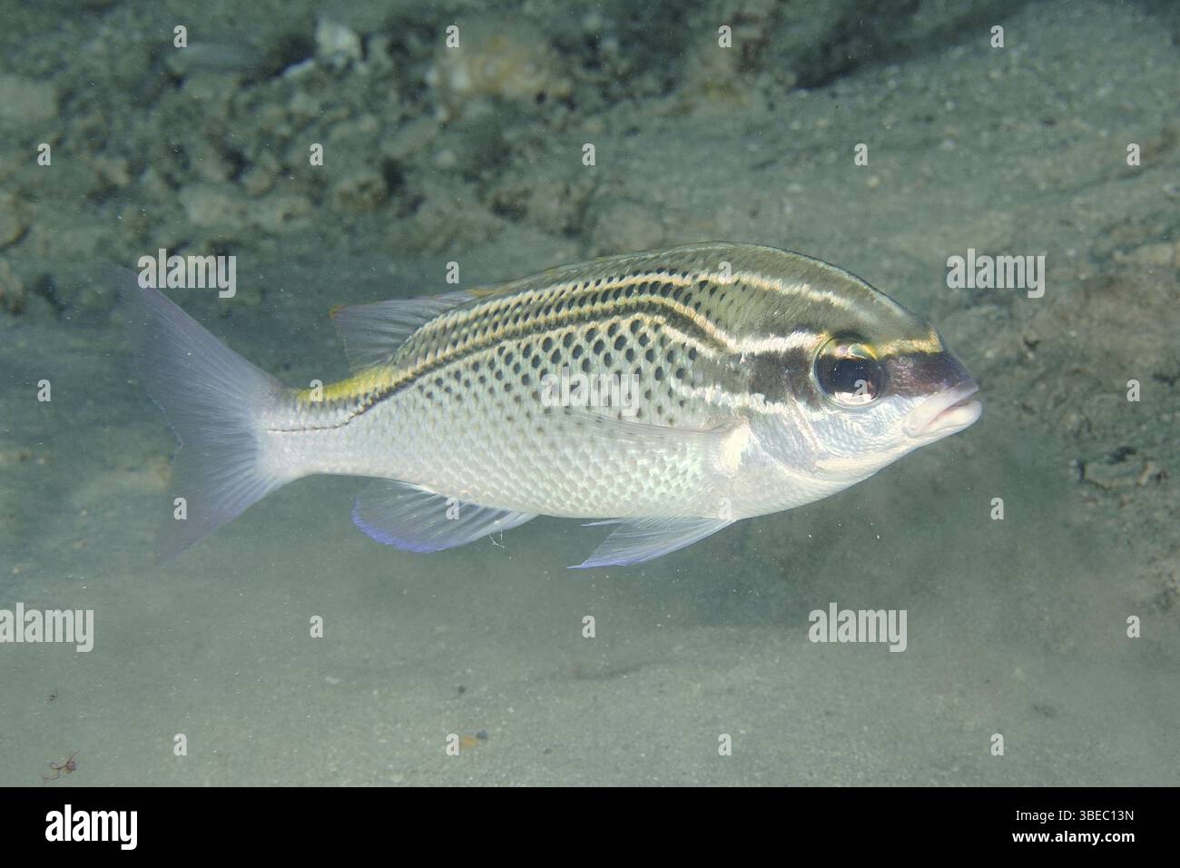 Arabian monocle bream (Scolopsis ghanam Stock Photo - Alamy