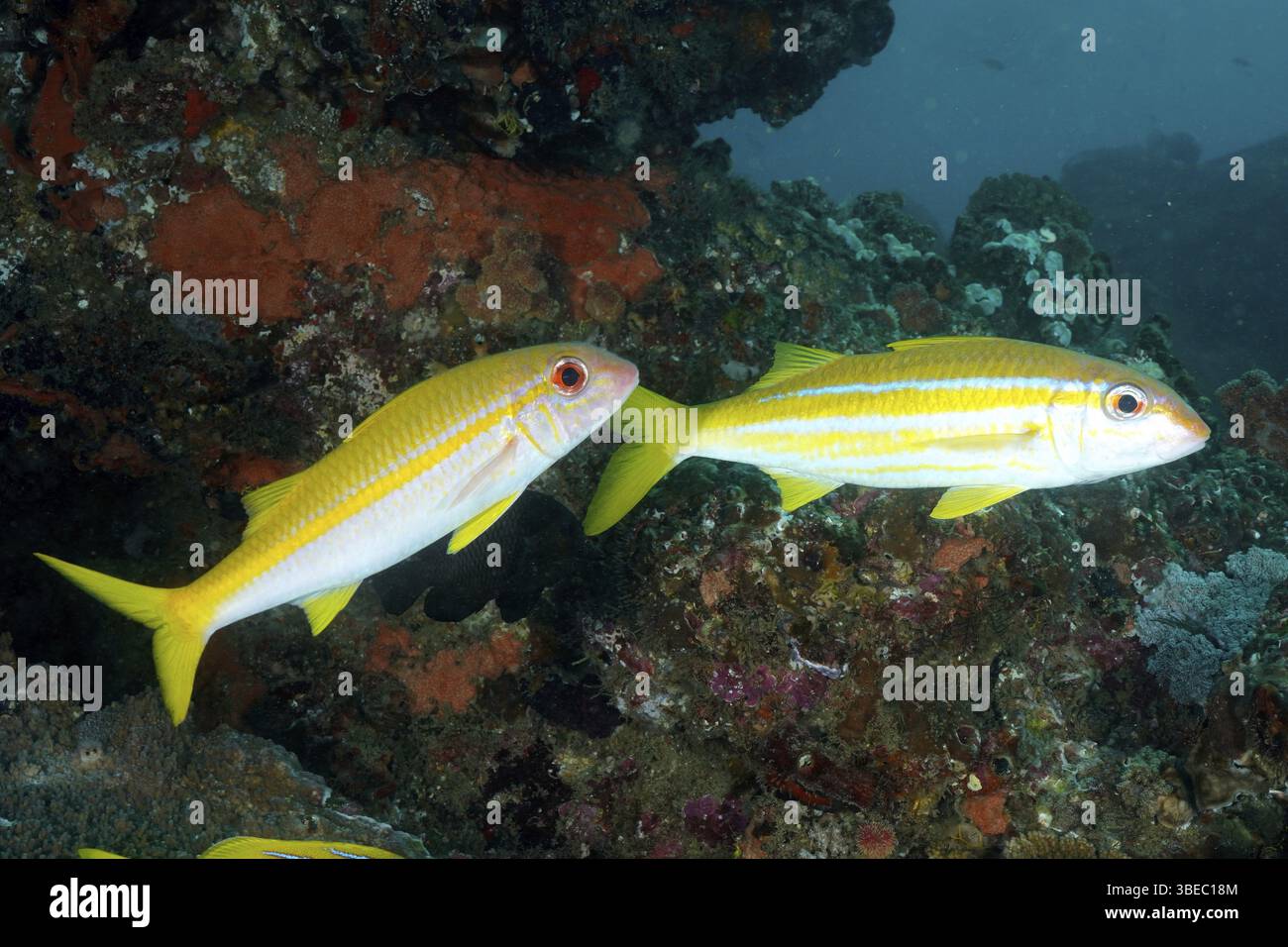Yellowfin barb (Mulloidichthys vanicolensis Stock Photo - Alamy