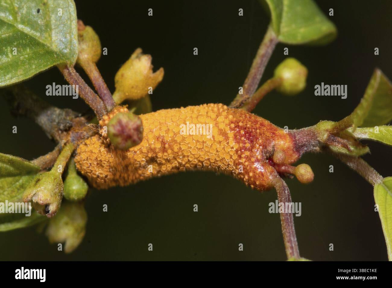 Crown rust (Puccinia coronata Stock Photo - Alamy