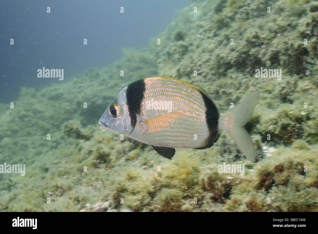 Two-banded seabream (Diplodus vulgaris Stock Photo - Alamy