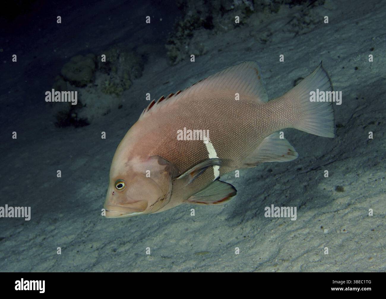 Red grouper (Aethaloperca rogaa Stock Photo - Alamy