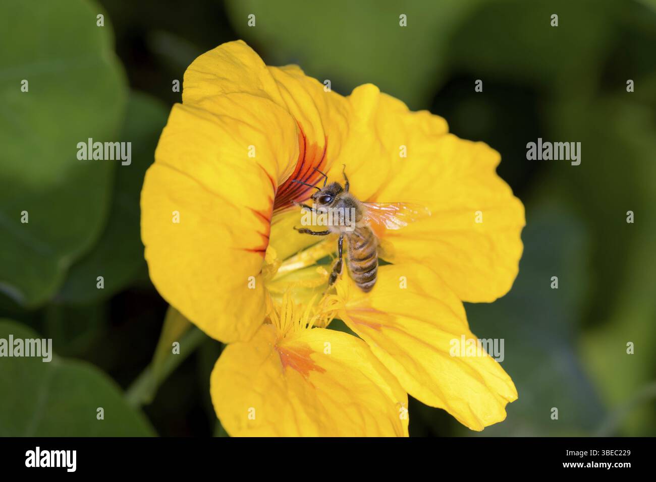 Bee - Apis mellifera - pollinating a flower of the Garden nasturtium ...