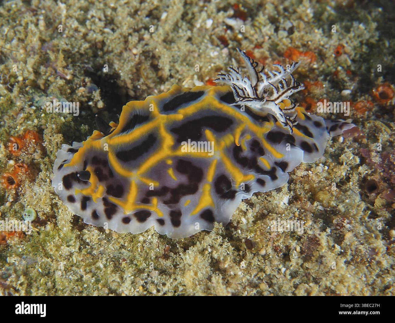 South African Halgerda (Halgerda wasinensis Stock Photo - Alamy