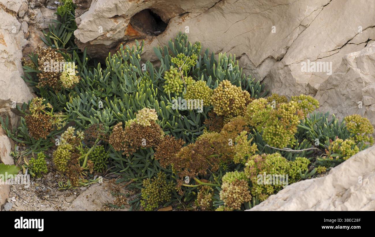 Sea fennel (crithmum maritimum Stock Photo - Alamy