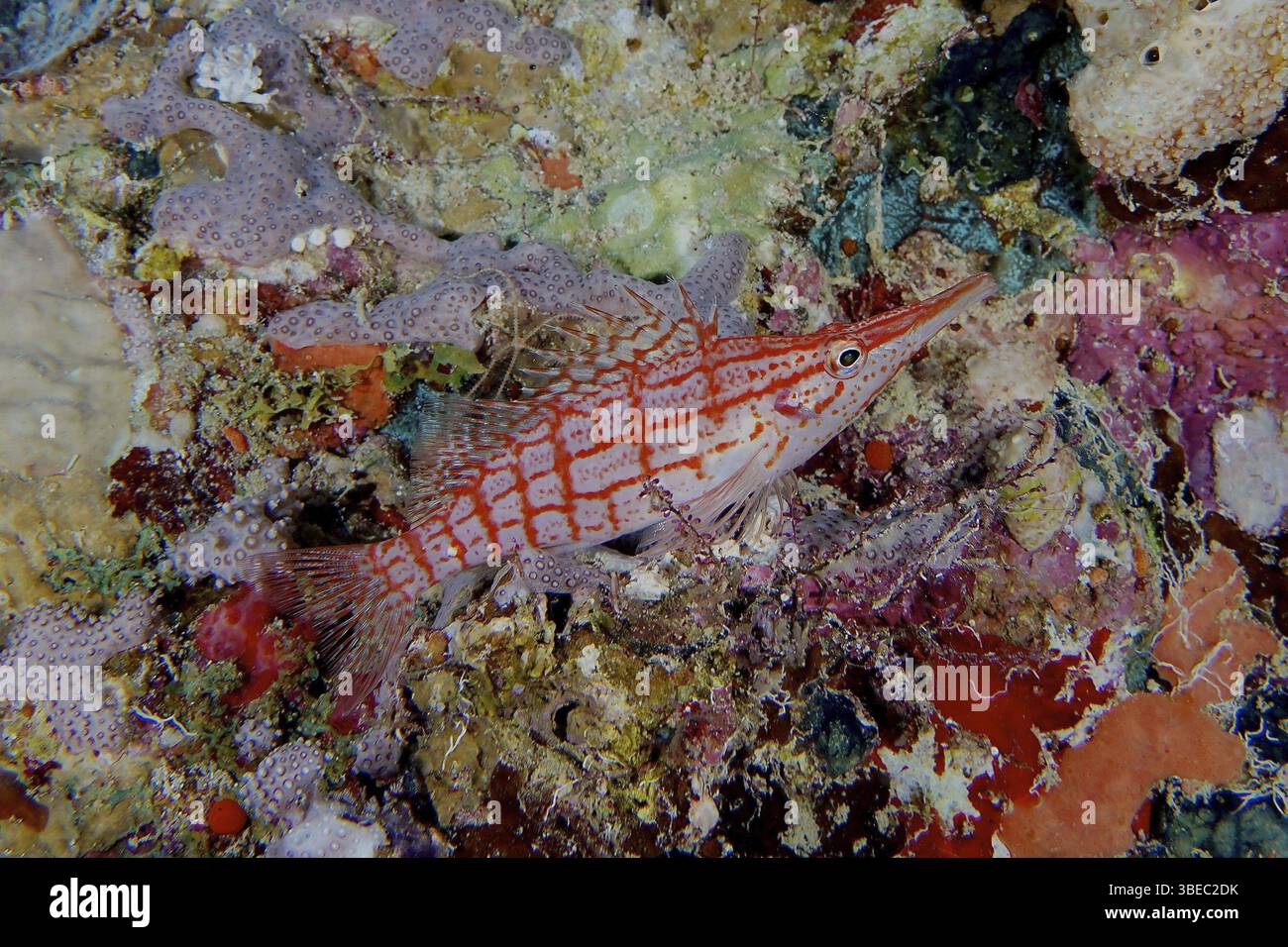Sea fish long nose hi-res stock photography and images - Alamy