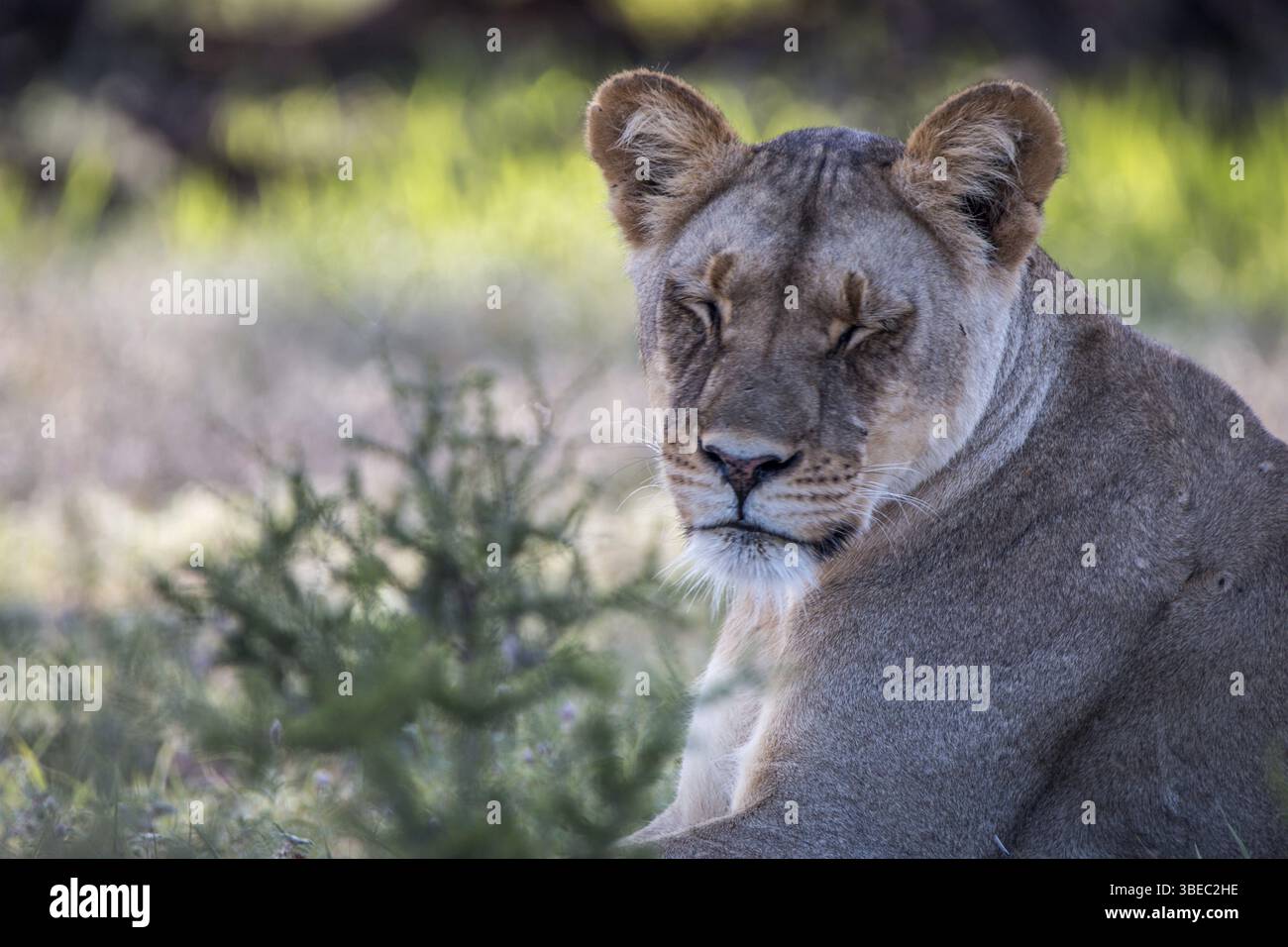 Lion closing her eyes in front of the camera in the Kgalagadi ...