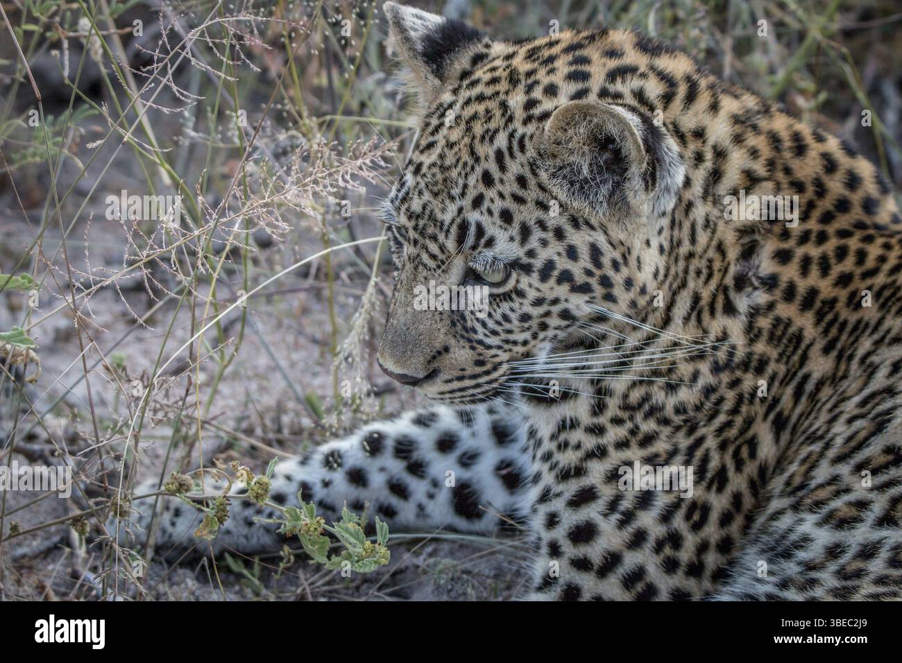 Close up of a female Leopard in the Sabi Sand Game Reserve, South ...
